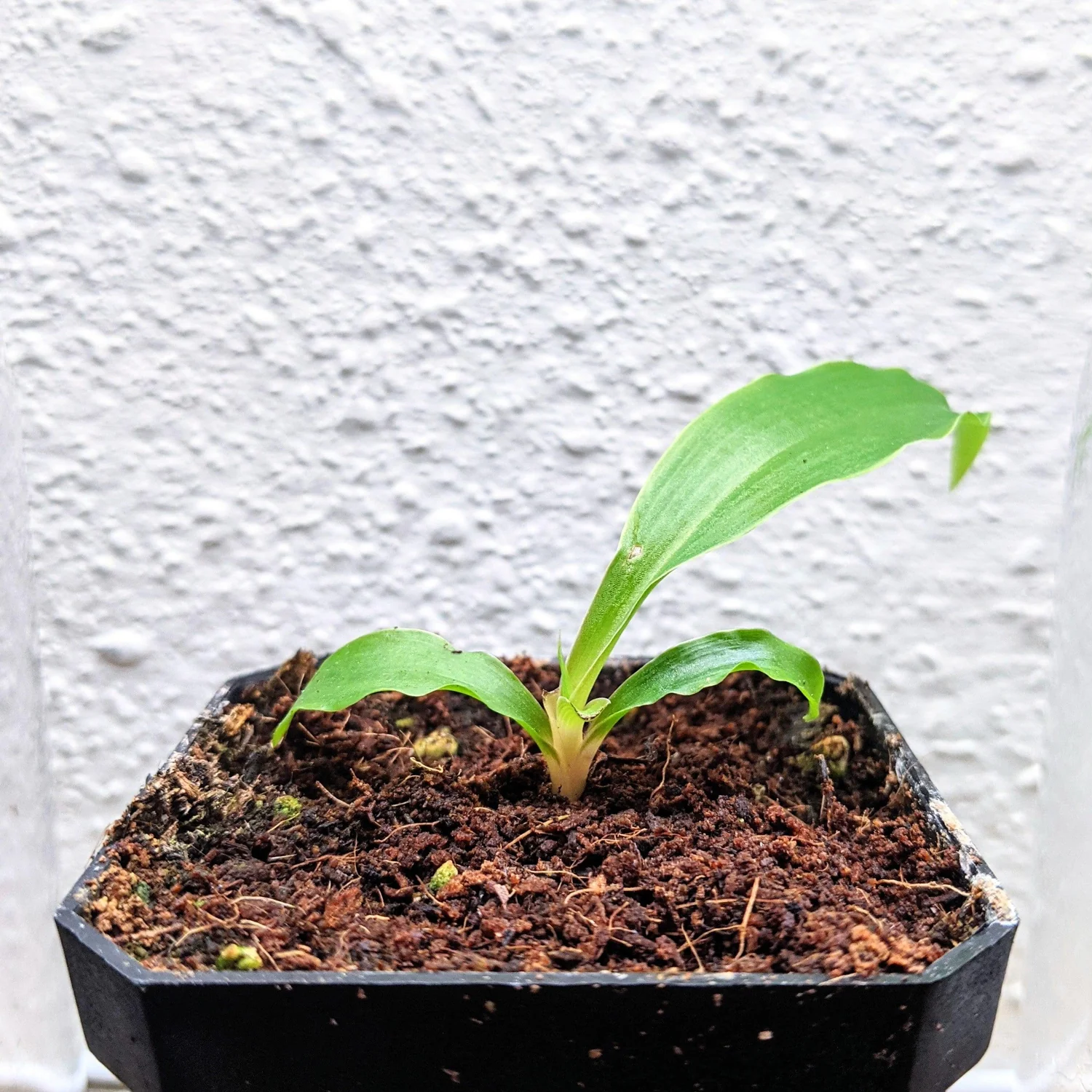 Fire Flash – cobesseedlings.com